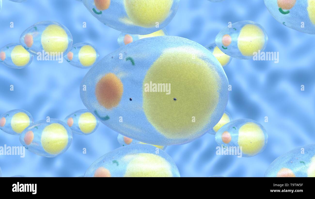 Adipocyte anatomy hi-res stock photography and images - Alamy