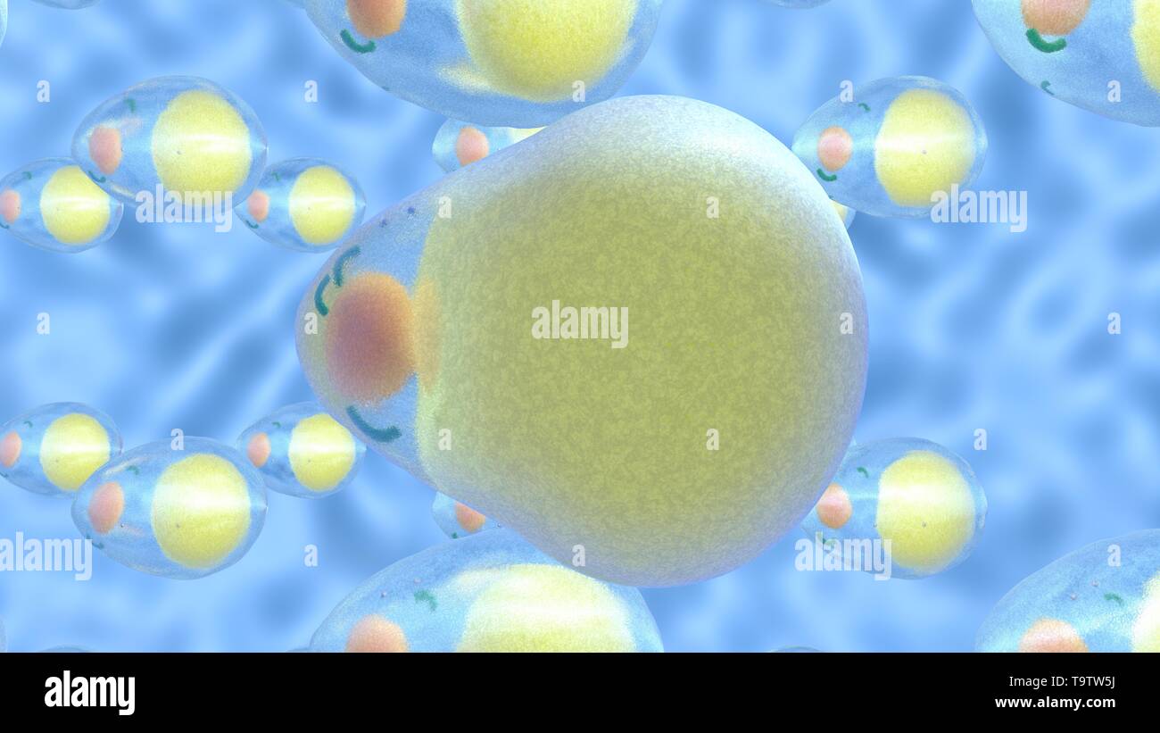 3D illustration of adipocytes Stock Photo - Alamy