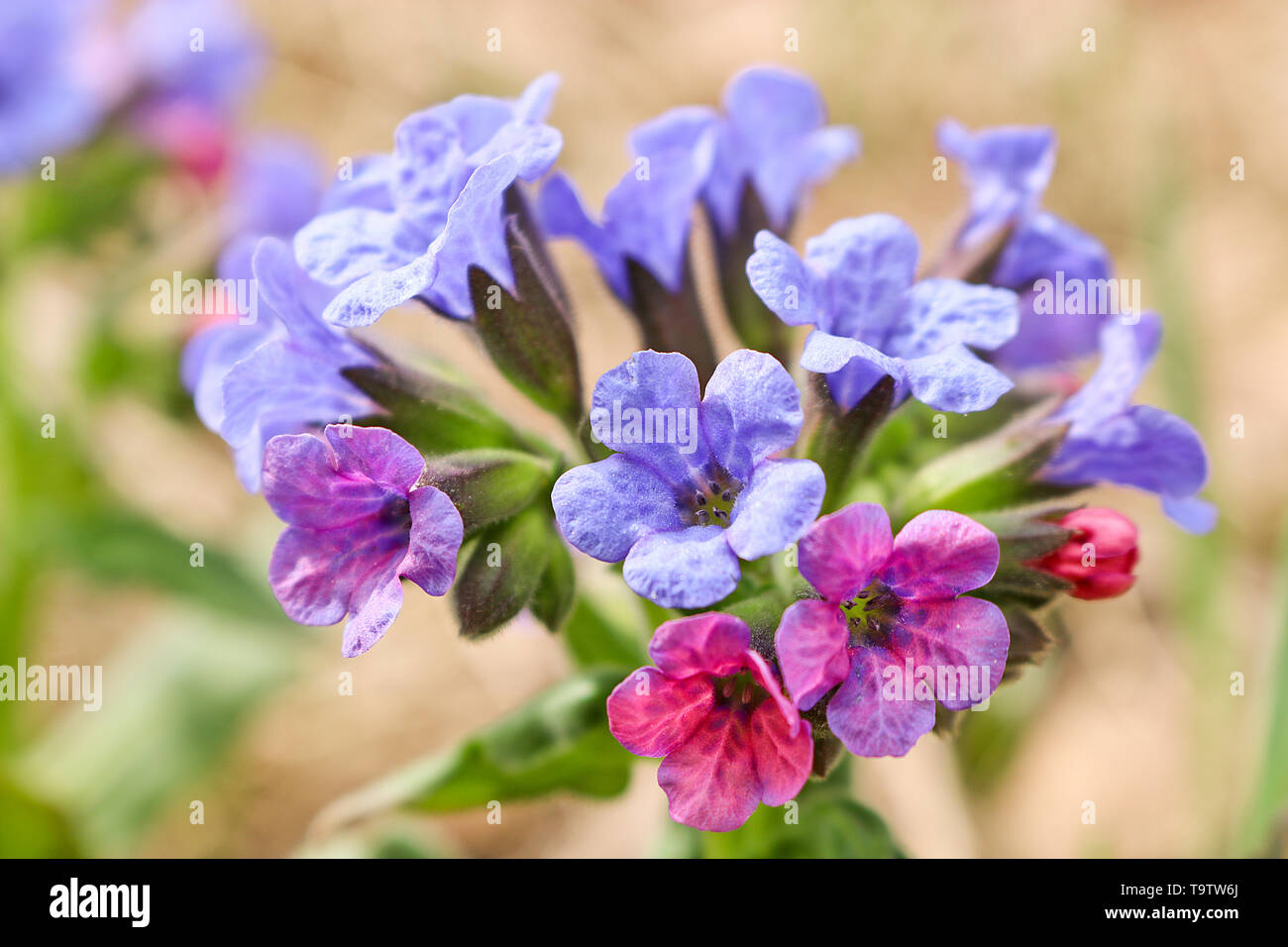 Pink-blue spring flowers of the lungwort (Pulmonaria) in the spring ...