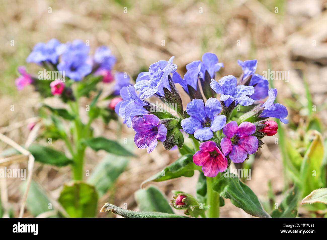 Pink-blue spring flowers of the lungwort (Pulmonaria) in the spring ...