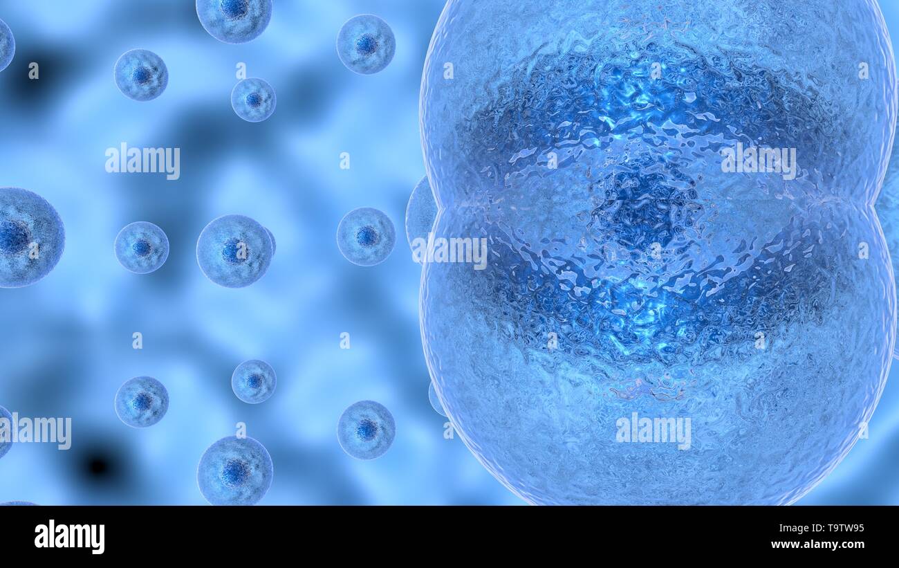 3D illustration of cell division process Stock Photo - Alamy