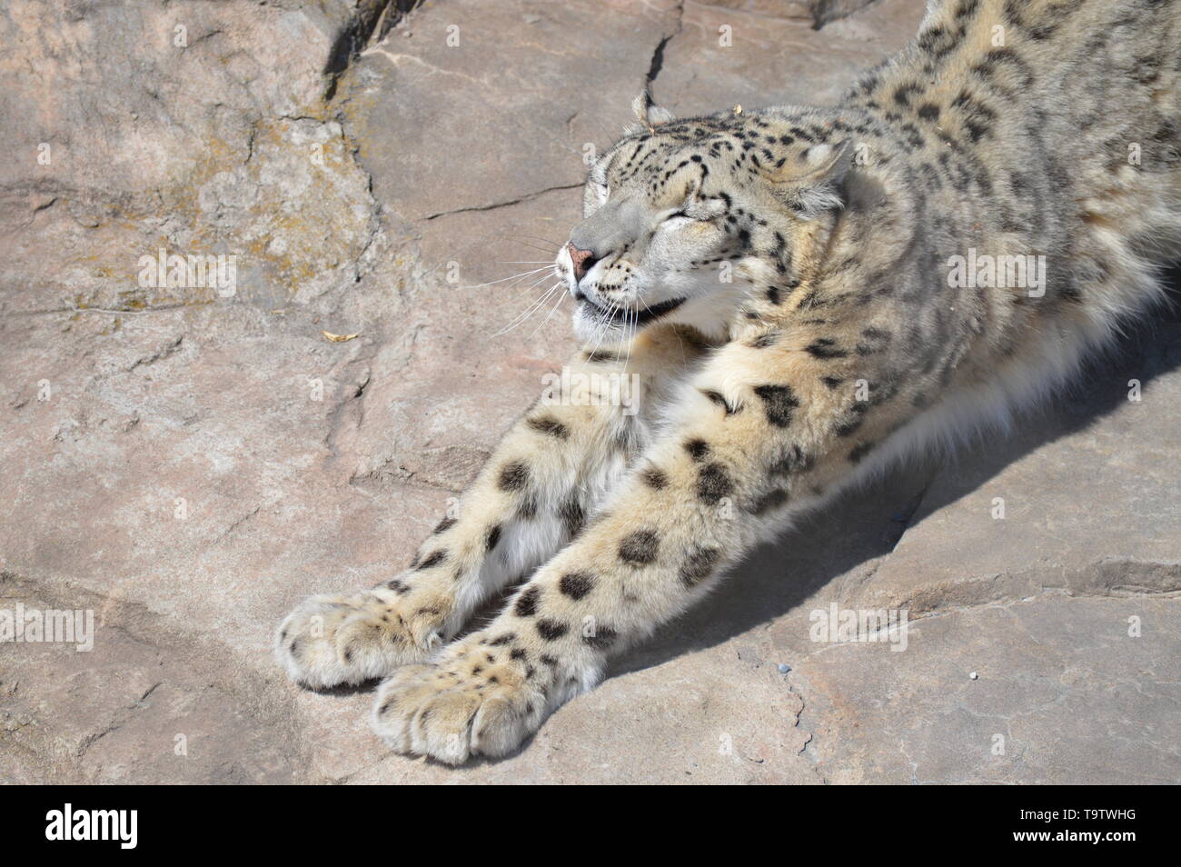 Snow leopard in the outdoors Stock Photo - Alamy