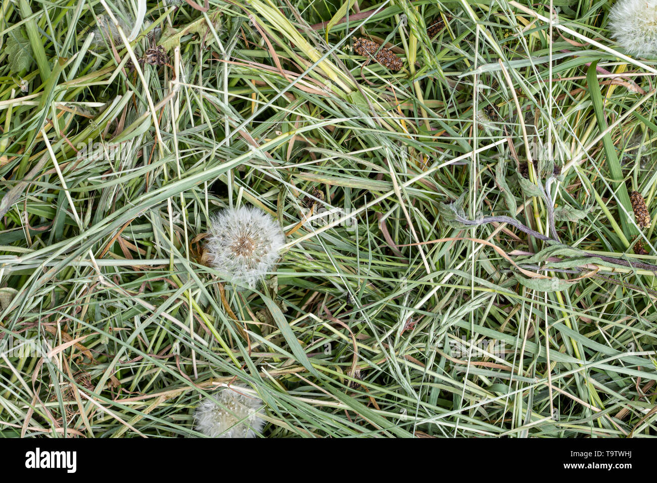 Herbs texture hi-res stock photography and images - Alamy