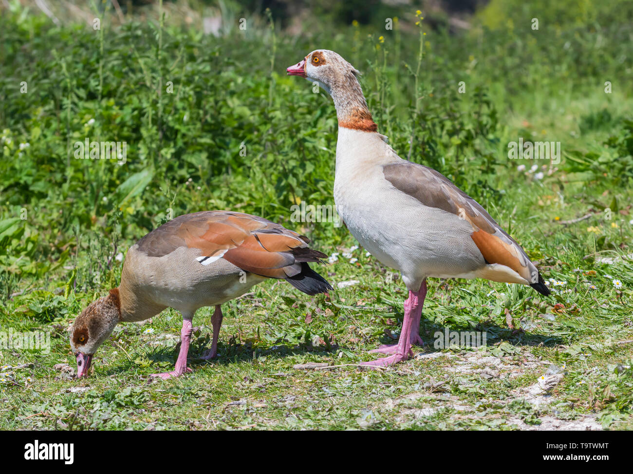 Pair of Egyptian geese (Alopochen aegyptiaca) standing on land in ...
