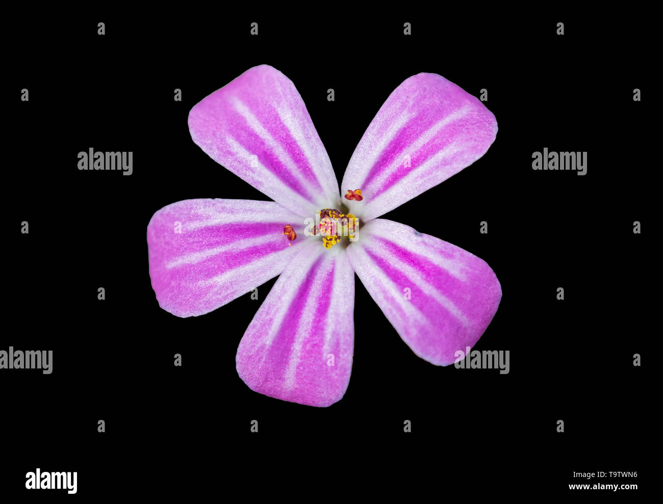 Herb Robert flower, a tiny pink flower of Herb Robert (Geranium ...