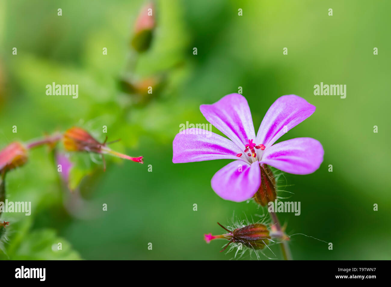 Herb Robert flower, a tiny pink Cranesbill flower from the Herb Robert ...