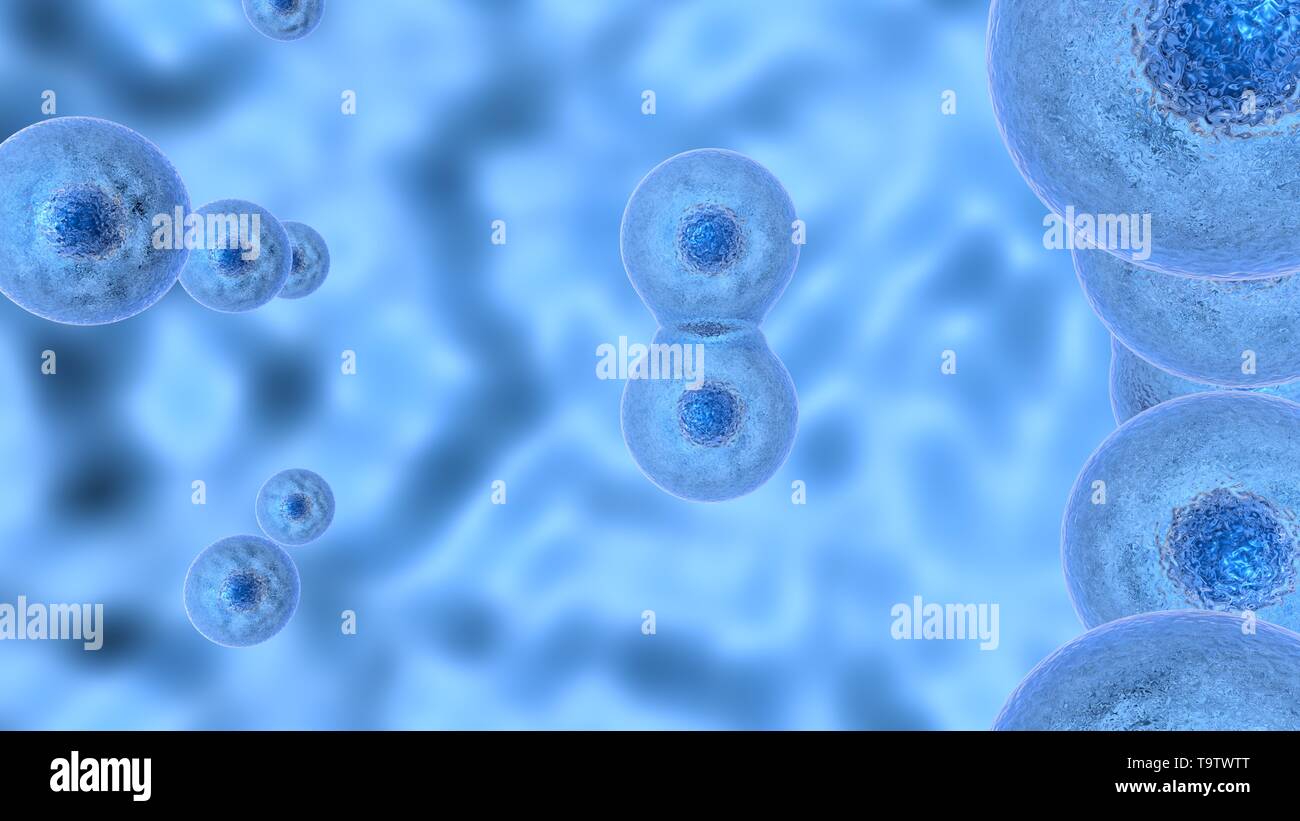 3D illustration of cell division process Stock Photo - Alamy