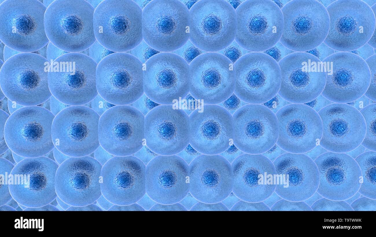 3D illustration of cell division process Stock Photo - Alamy