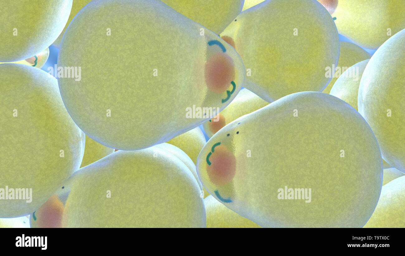 3D illustration of adipocytes that increase due to the huge number of ...