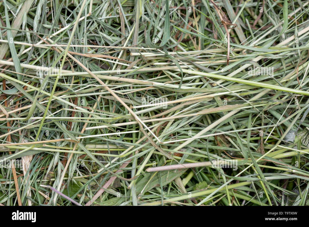 Herbs texture hi-res stock photography and images - Alamy