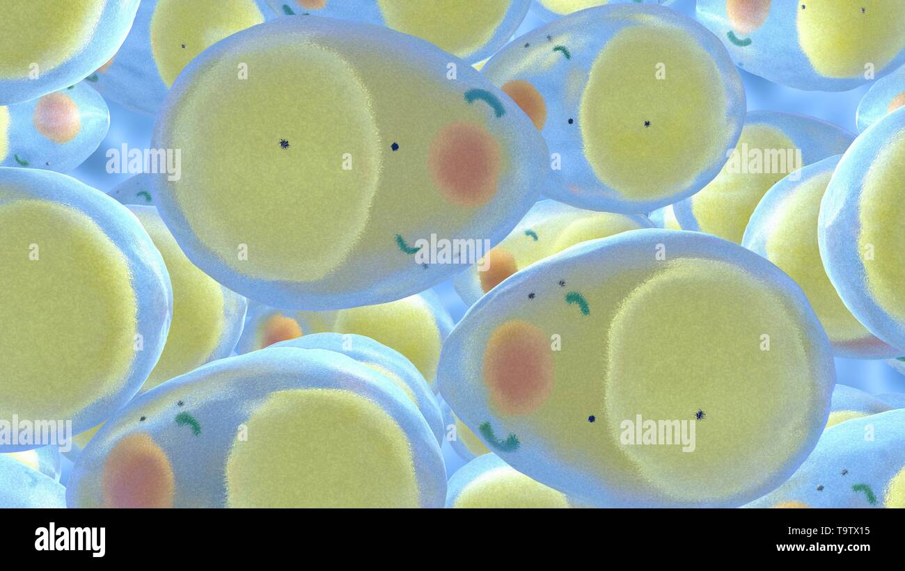 Adipocyte anatomy hi-res stock photography and images - Alamy