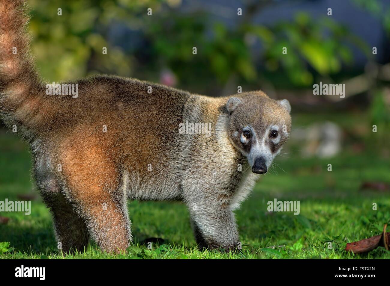 White-nosed coati (Nasua narica), Corozal district, Belize Stock Photo ...