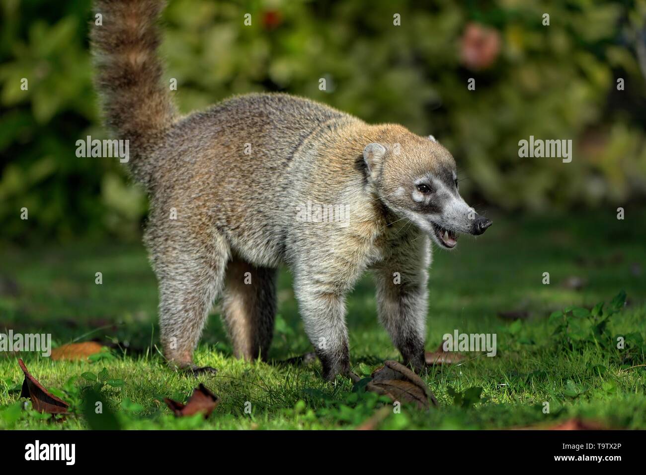 White-nosed coati (Nasua narica), Corozal district, Belize Stock Photo ...