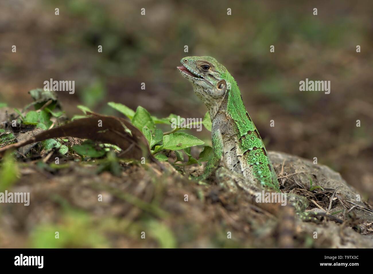 Juvenile black spiny tailed iguana ctenosaura similis on ground hi-res ...