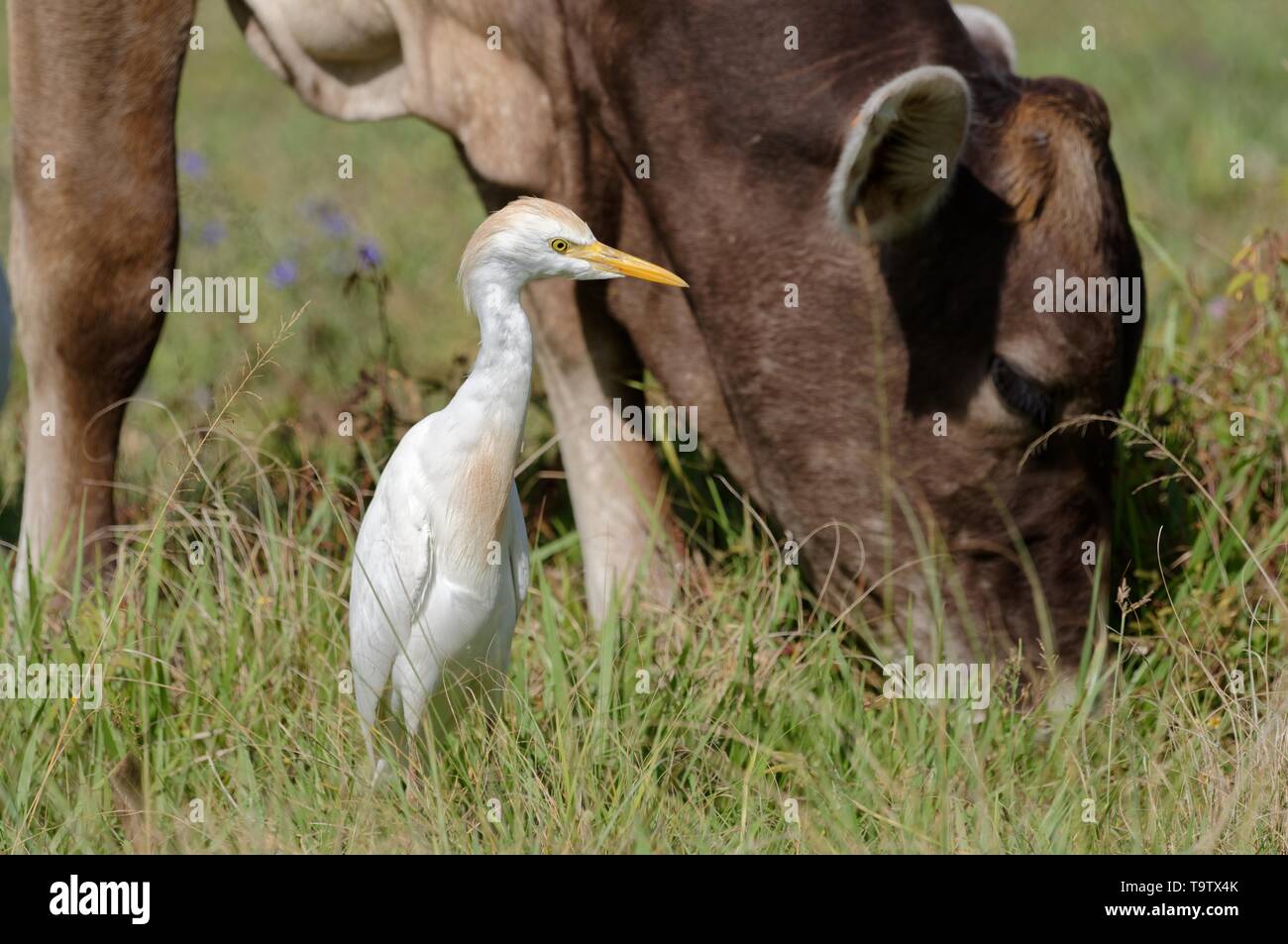 Cattle Egret (Bubulcus ibis) near a cow, Belize district, Belize Stock ...