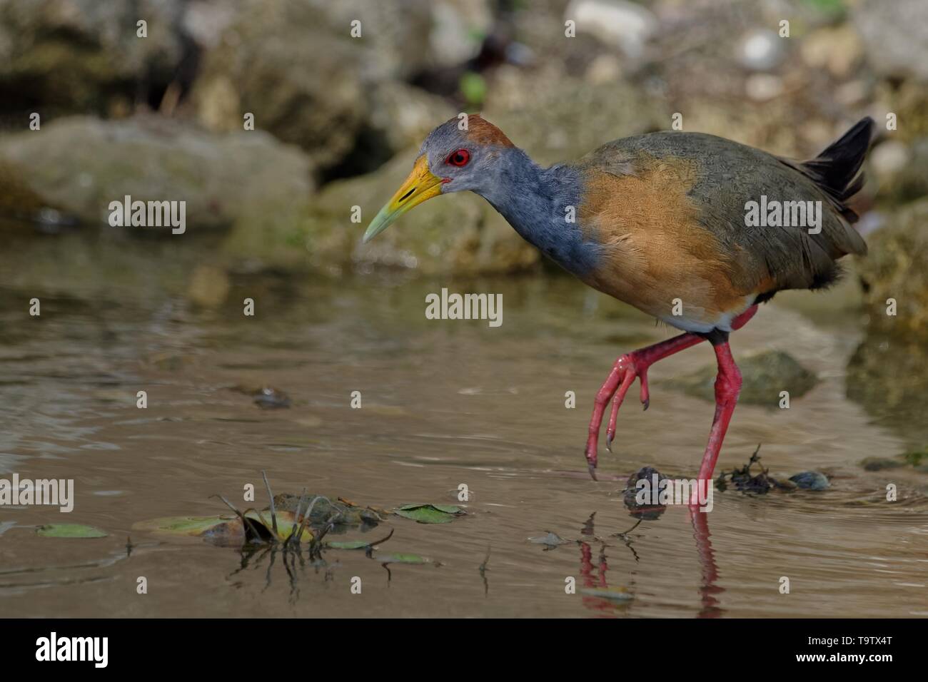 Grey-necked wood rail (Aramides cajaneus), in water, Belize district ...