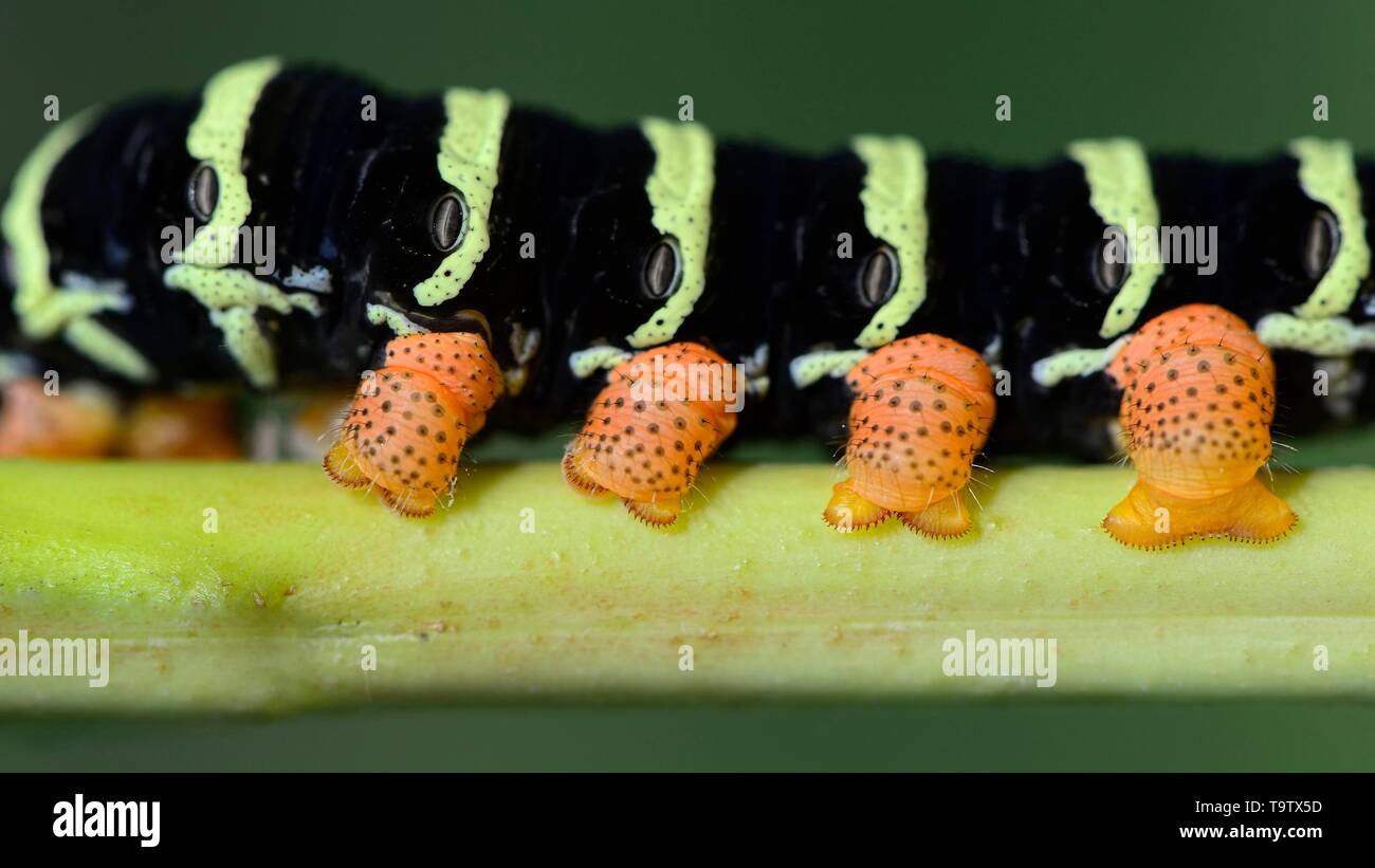 Tetrio Sphinx Moth (Pseudosphinx tetrio), Corozal District, Belize ...