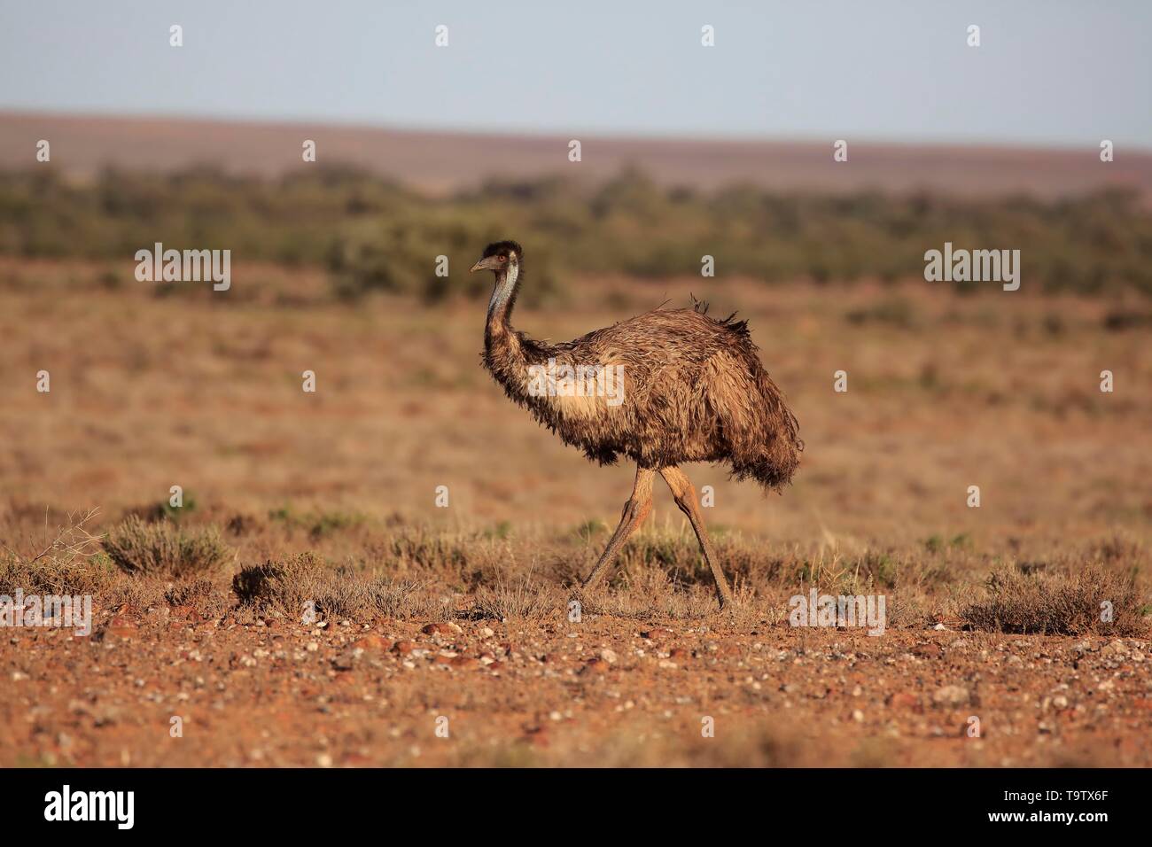 Emu running australia hi-res stock photography and images - Alamy