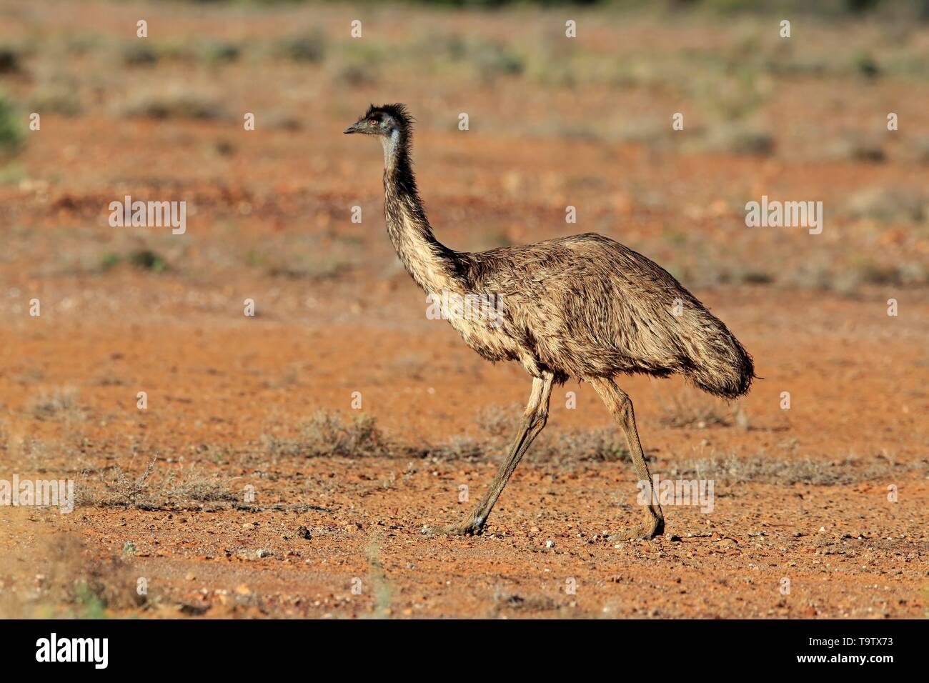 Emu (Dromaius novaehollandiae), adult, running, Sturt National Park ...