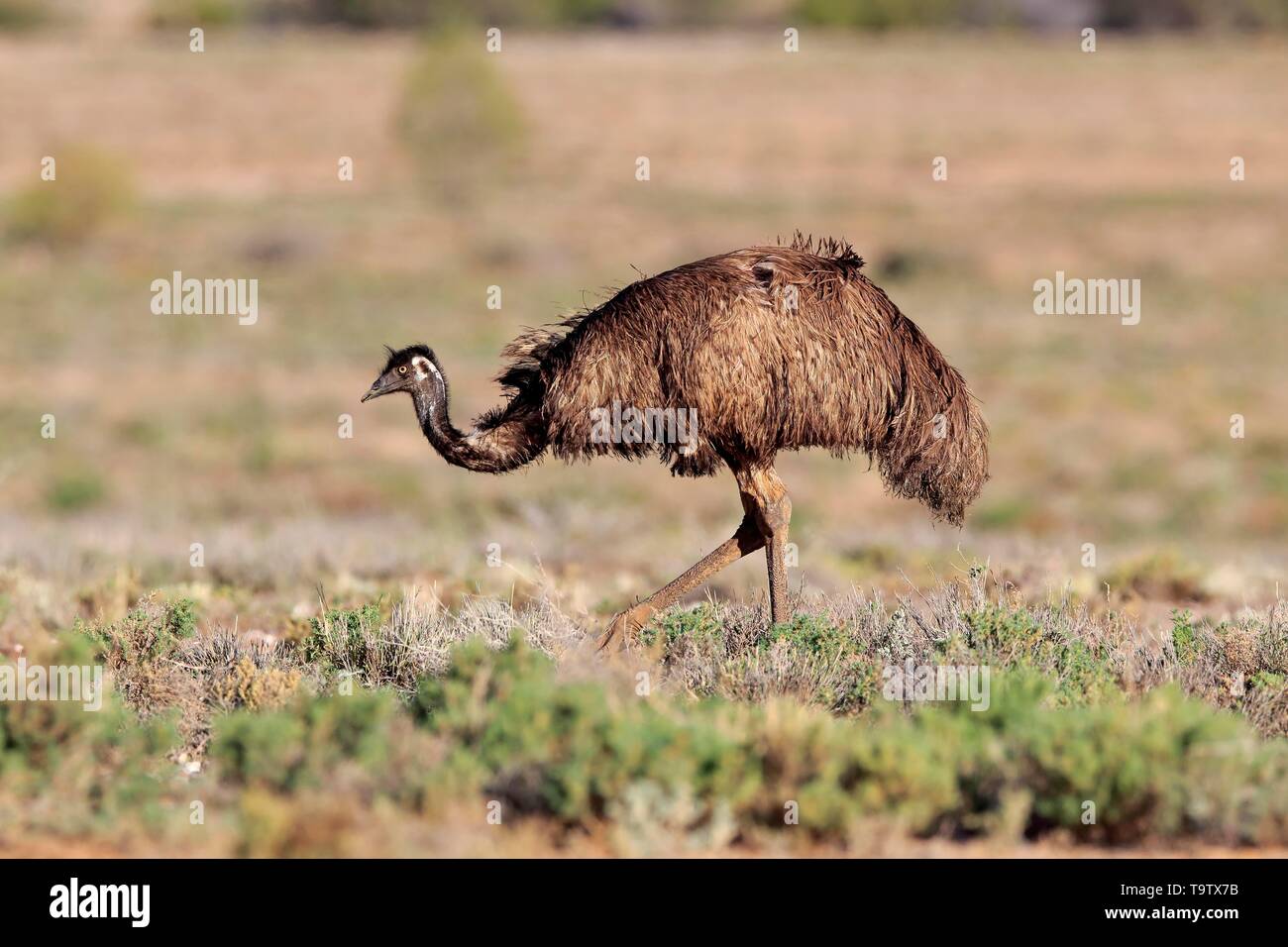 Emu running australia hi-res stock photography and images - Alamy