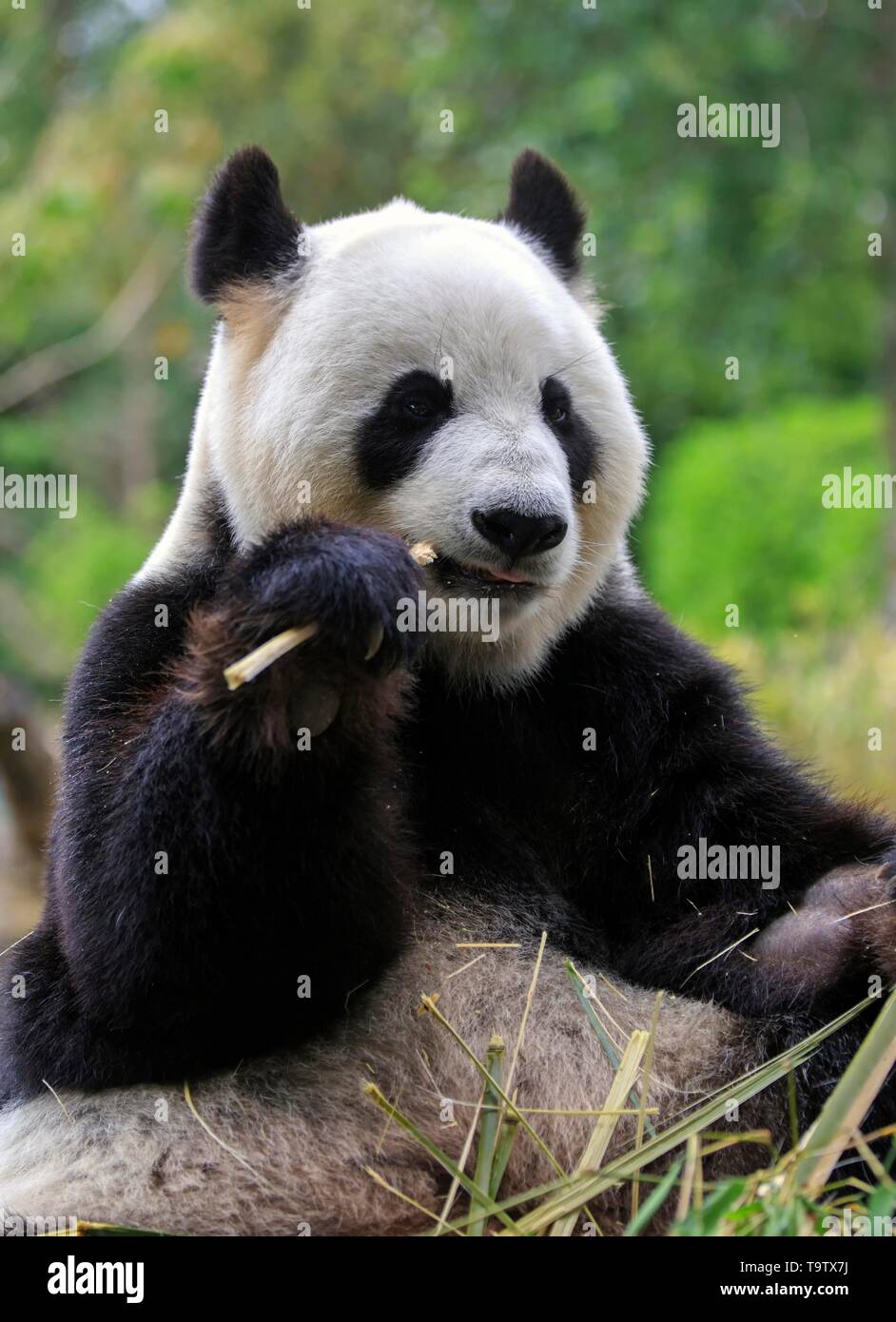 Adelaide zoo panda hi-res stock photography and images - Alamy