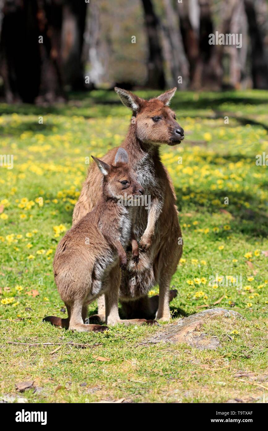 Western gray kangaroo (Macropus fuliginosus fuliginosus), mother with ...