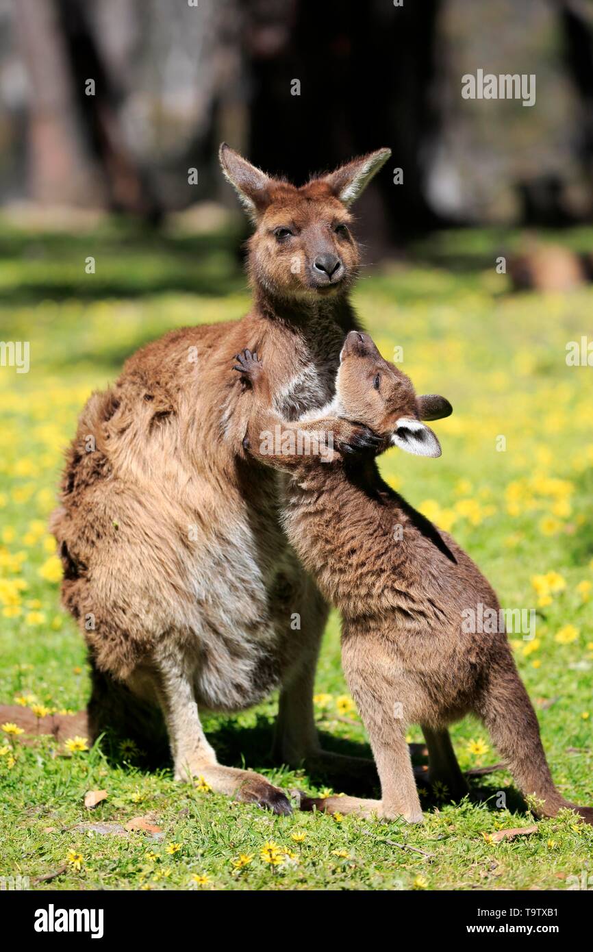 Western gray kangaroo (Macropus fuliginosus fuliginosus), mother with ...