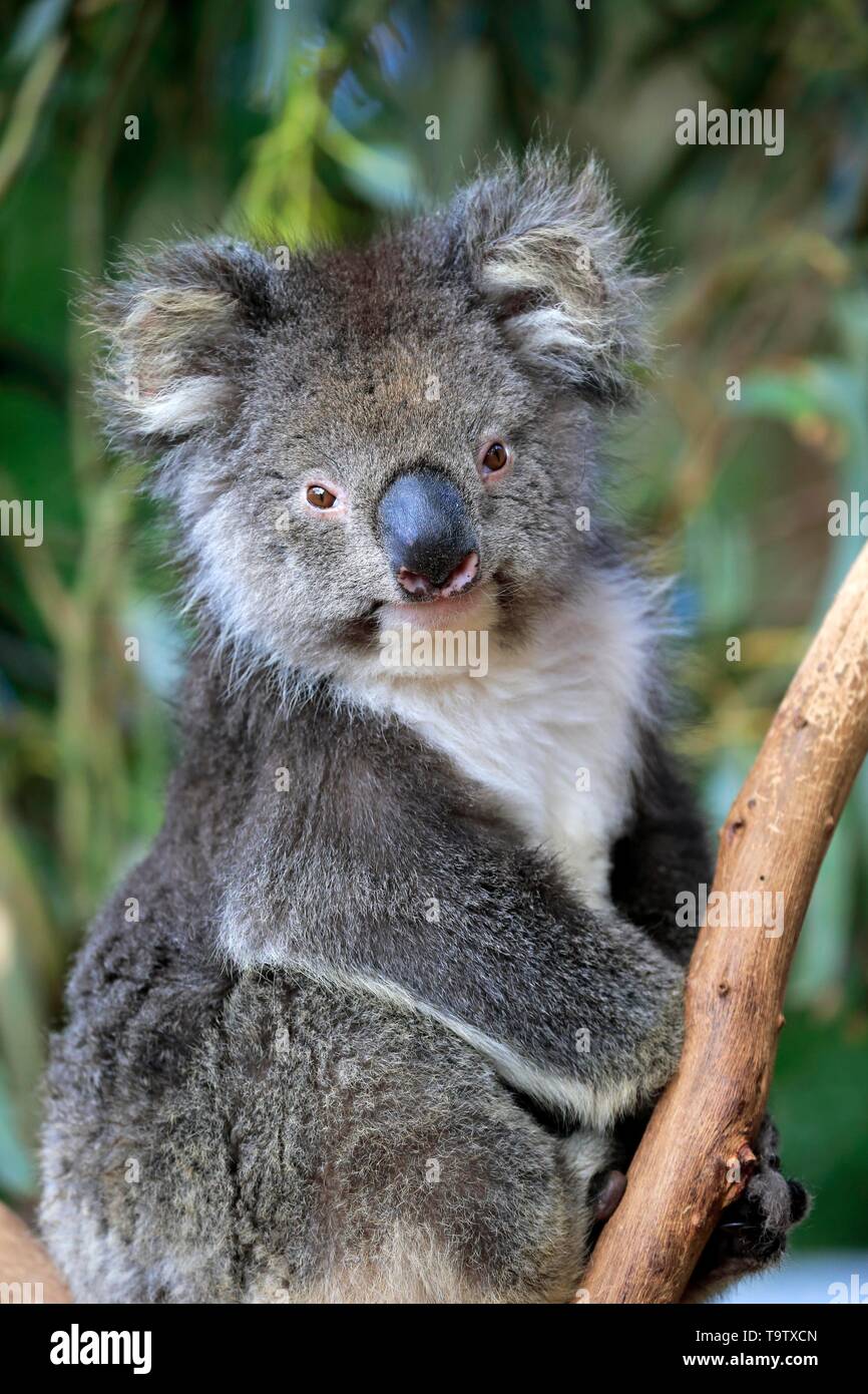 Koala (Phascolarctos cinereus), adult, animal portrait in the tree ...