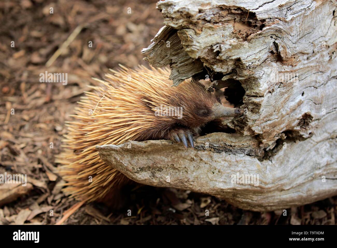 Short-beaked echidna (Tachyglossus aculeatus), adult feeding on rotten ...