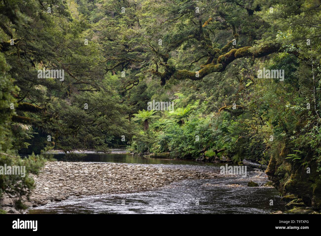 River flows through rainforest, Oparara River, Oparara Basin, Kahurangi ...