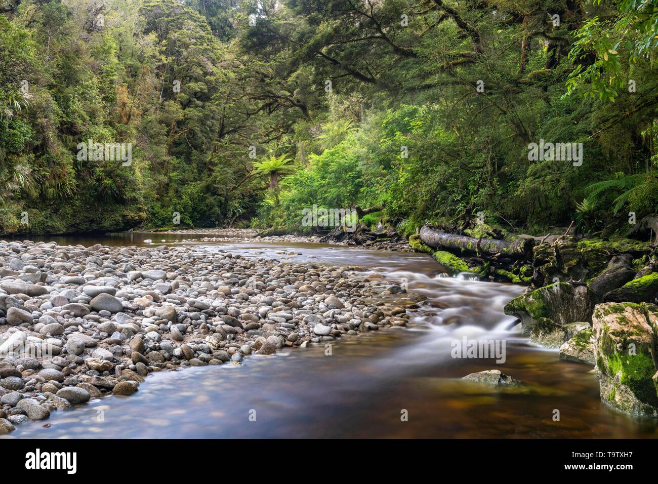 River flows through rainforest, Oparara River, Oparara Basin, Kahurangi ...