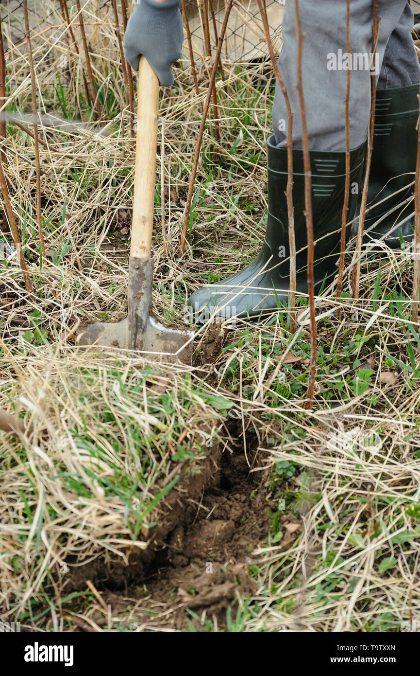 Foot digging hole in grass hi-res stock photography and images - Alamy
