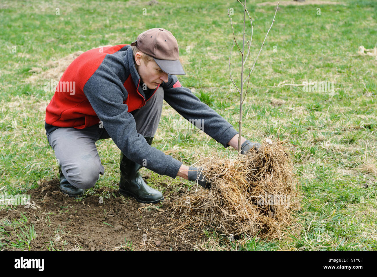 Digging around tree roots hi-res stock photography and images - Alamy