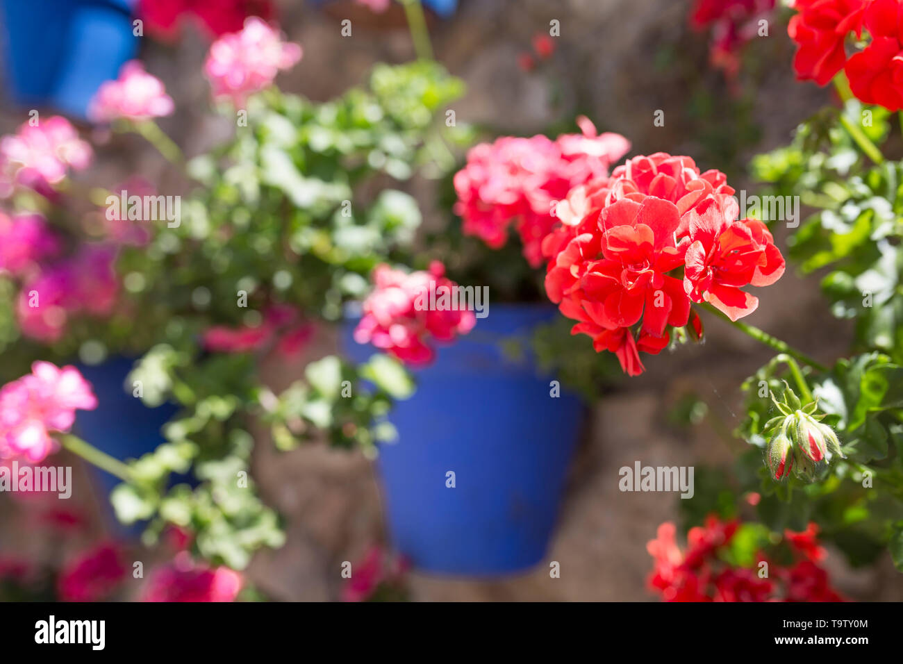 Wall plenty of attached blue flower pots. Geranium flower detail Stock ...