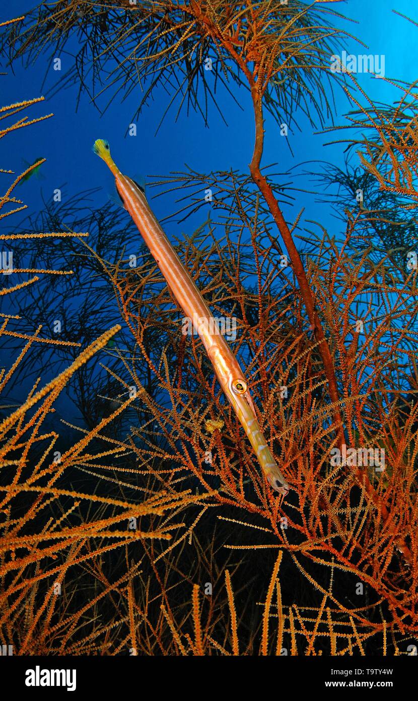Chinese Trumpetfish Aulostomus Chinensis High Resolution Stock ...