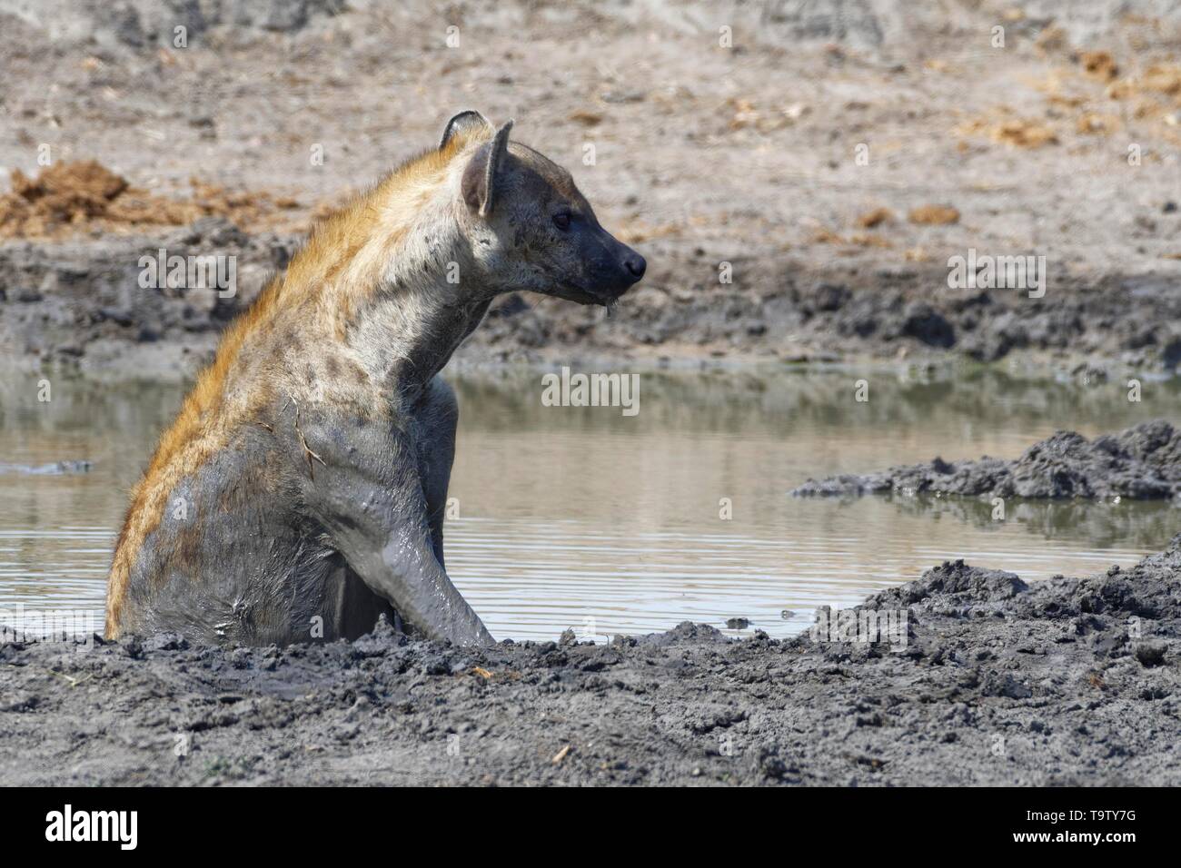 Spotted hyena (Crocuta crocuta), adult, female covered with wet mud ...