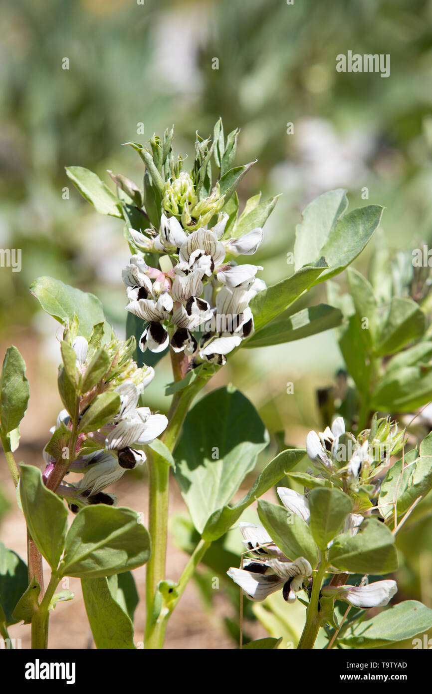 Vicia faba in flower hi-res stock photography and images - Alamy