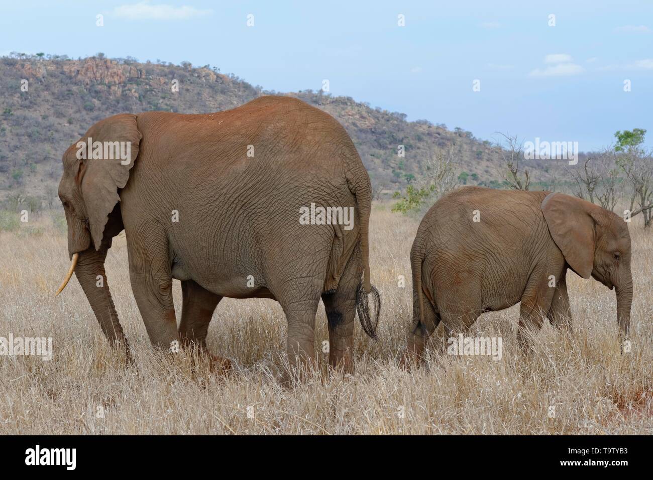 African bush elephants (Loxodonta africana), mother and elephant baby ...