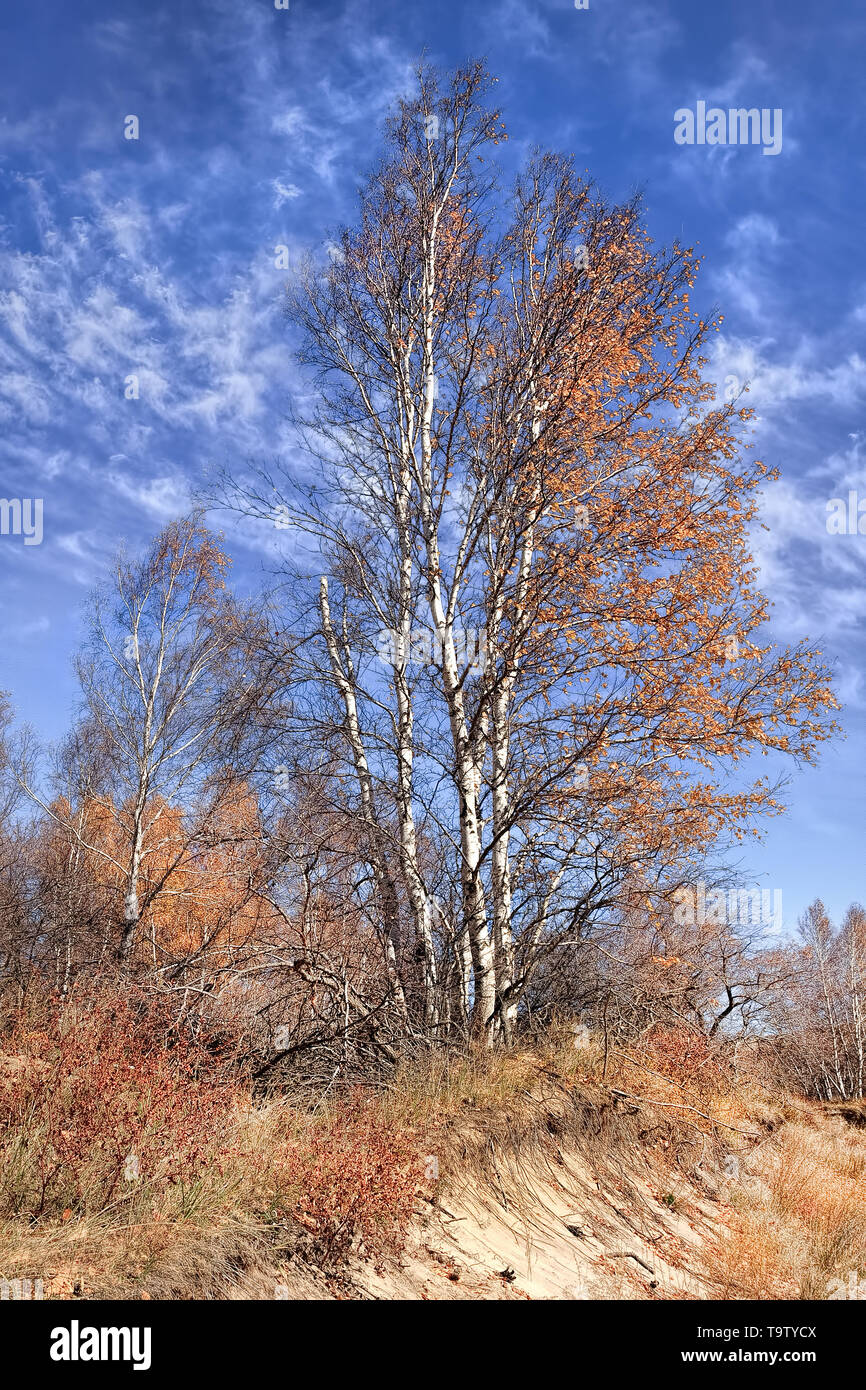 Birch trees near sandy ditch against a blue sky with dramatic clouds ...