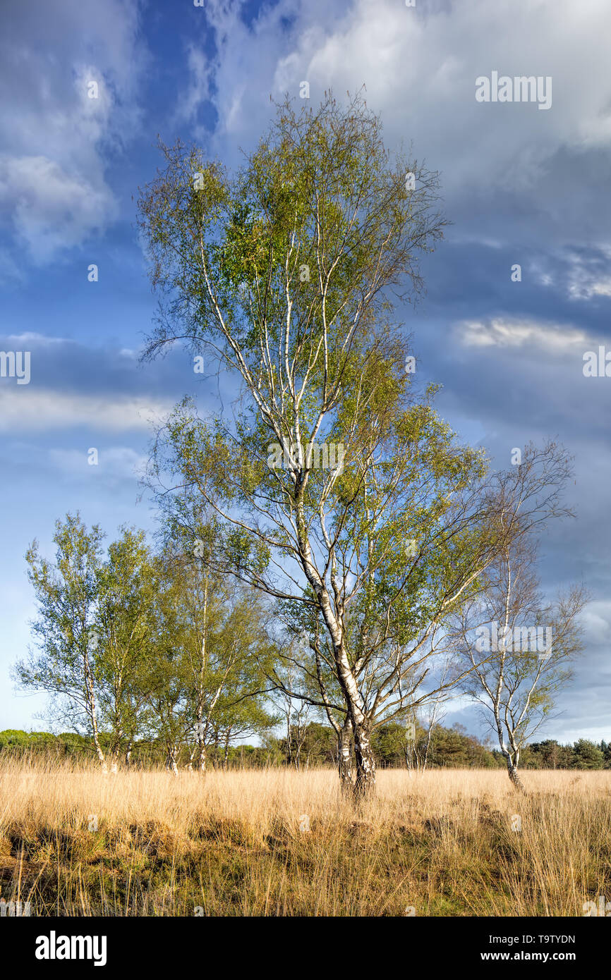 Birch tree and dramatic sky hi-res stock photography and images - Alamy