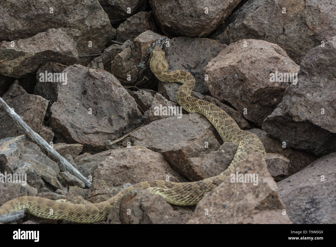 Rattlesnake cascabel snake hi-res stock photography and images - Alamy