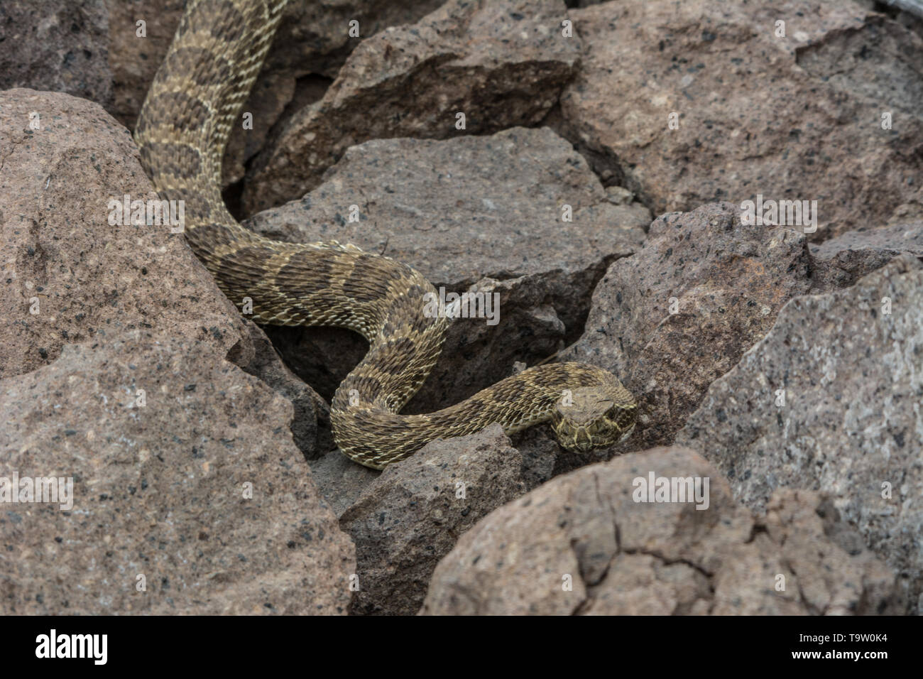 Prairie Rattlesnake (Crotalus viridis) from Jefferson County, Colorado ...