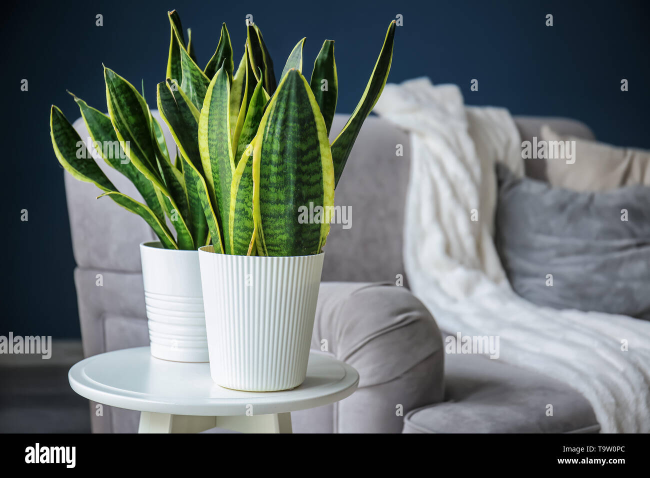Green houseplants in interior of modern room Stock Photo - Alamy