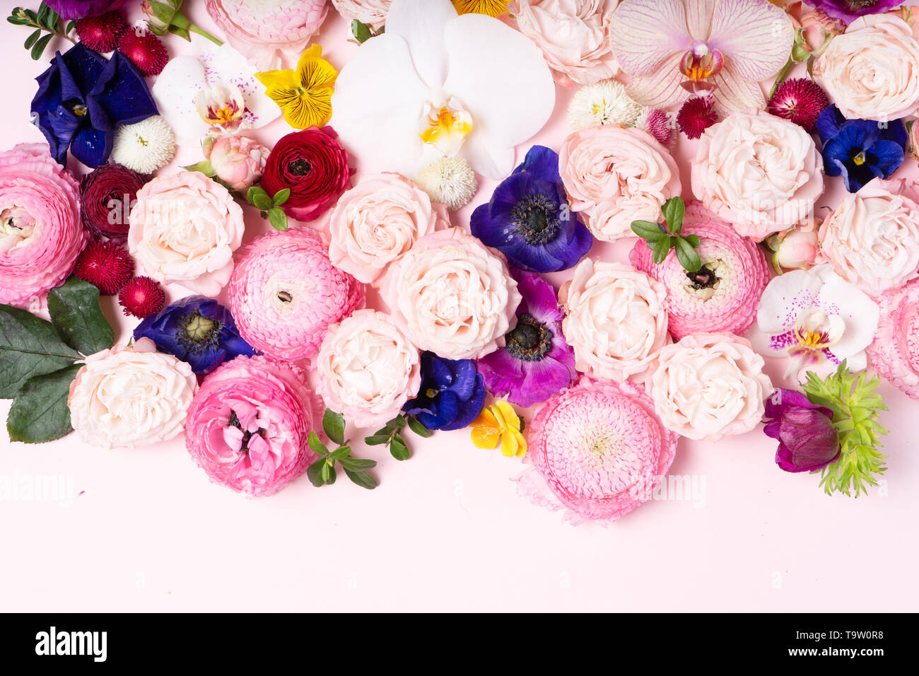 Flowers composition. Lay out border with copy space made of roses and ...