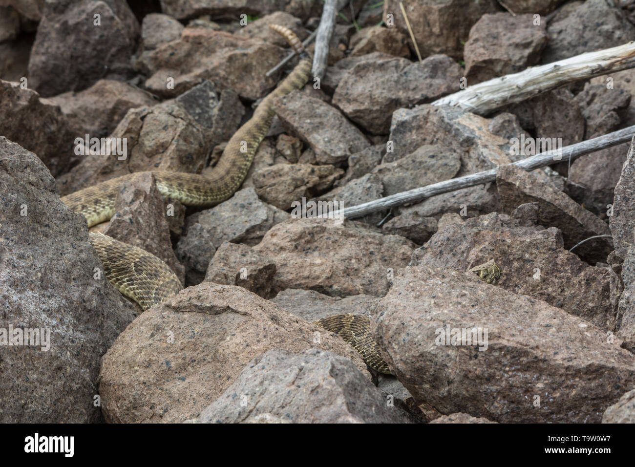 Rattlesnake cascabel snake hi-res stock photography and images - Alamy