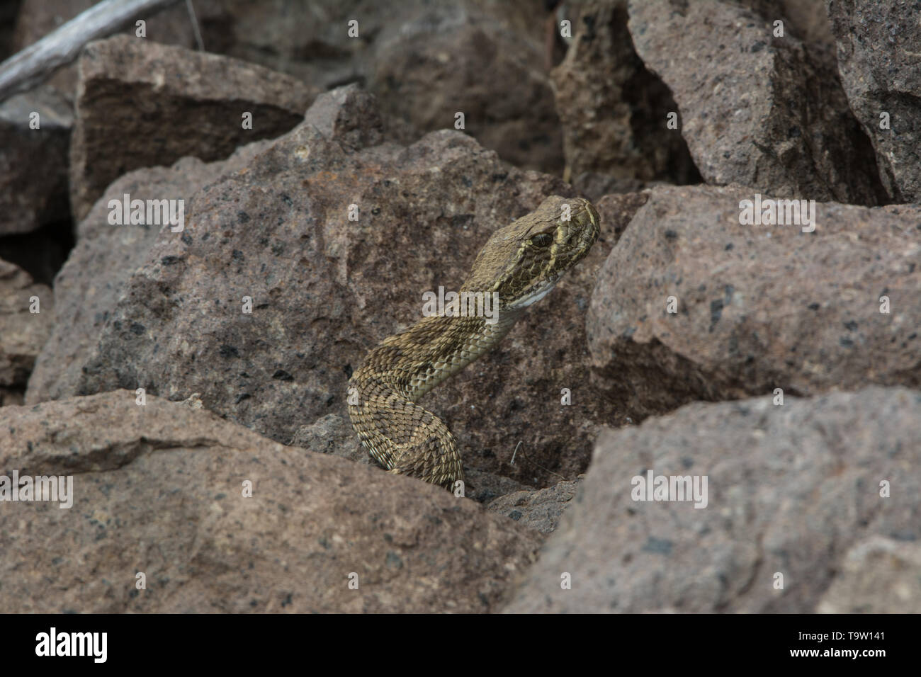 Prairie Rattlesnake (Crotalus viridis) from Jefferson County, Colorado ...