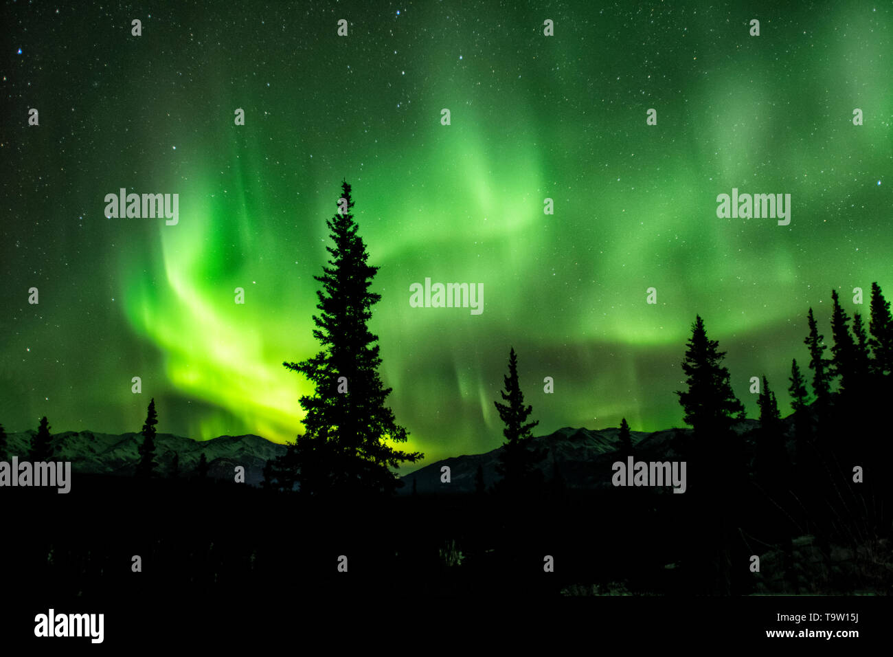 North America; Unites States; Alaska; Nenana River Valley; Mount Healy ...