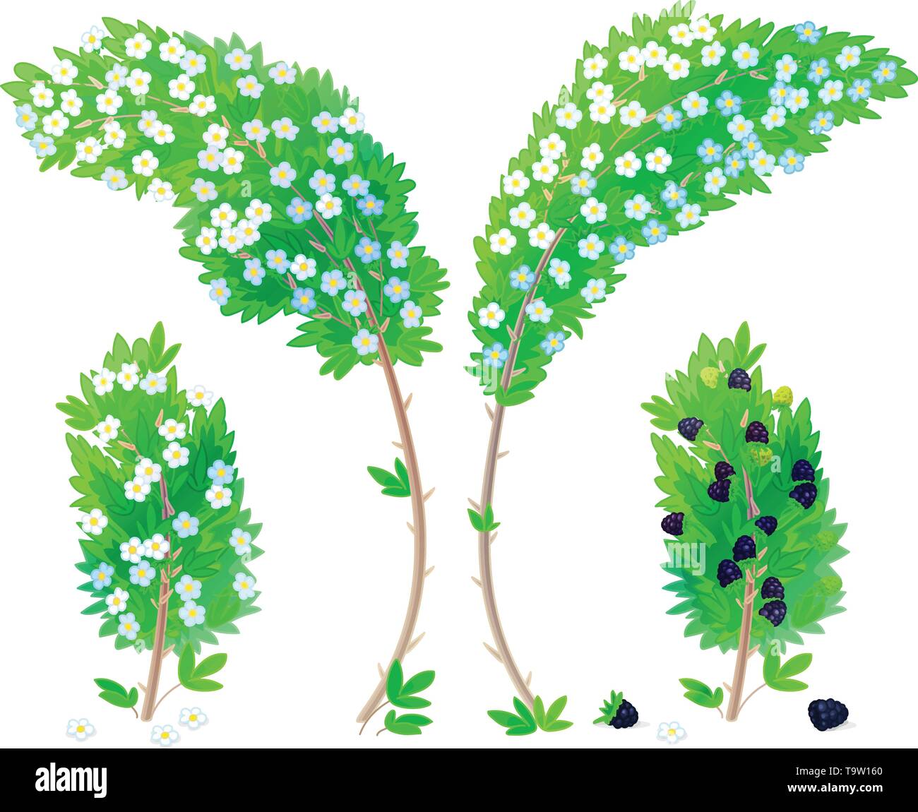 Bush orchard Cut Out Stock Images & Pictures - Alamy