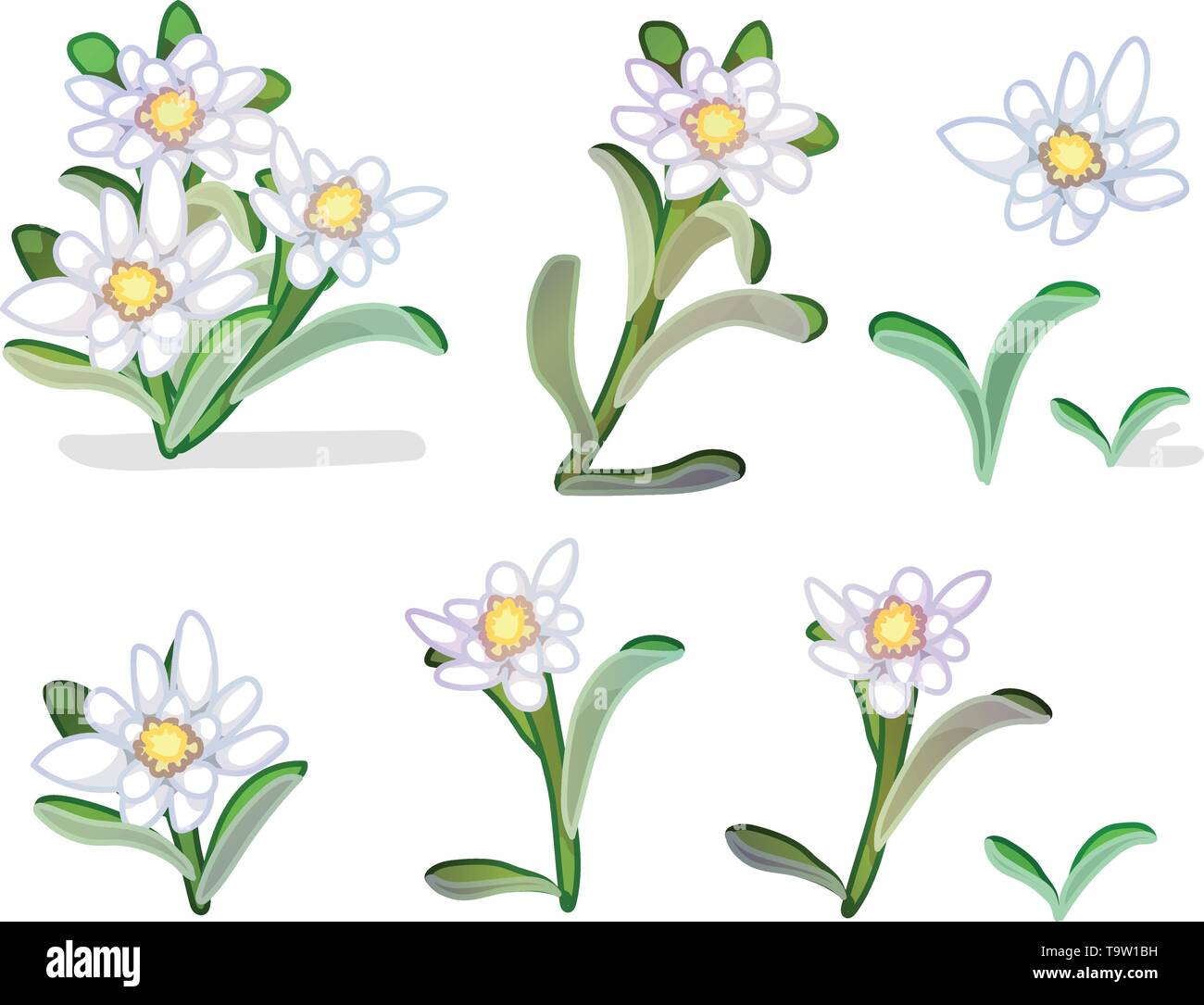vector cartoon plants nature clip art. edelweiss flowers Stock Vector ...