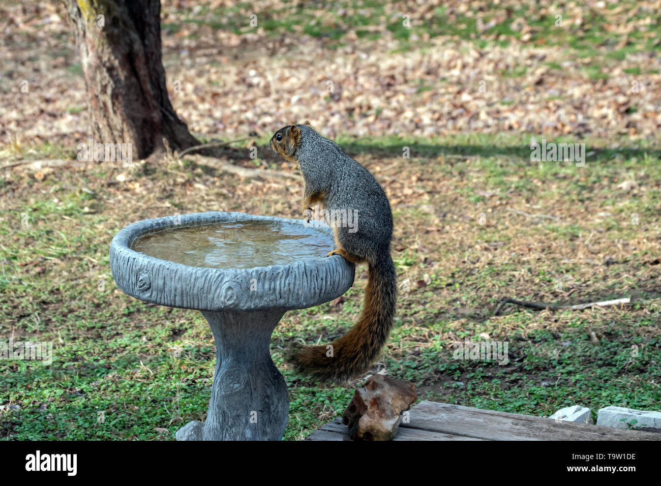 This red squirrel was caught in the act of sneaking some fresh water ...